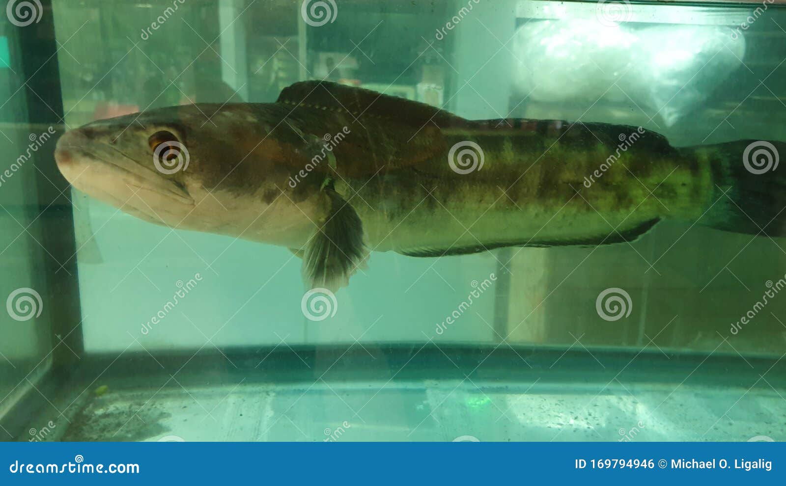 Live Fish Lonely Inside Aquarium Stock Photo - Image of container ...
