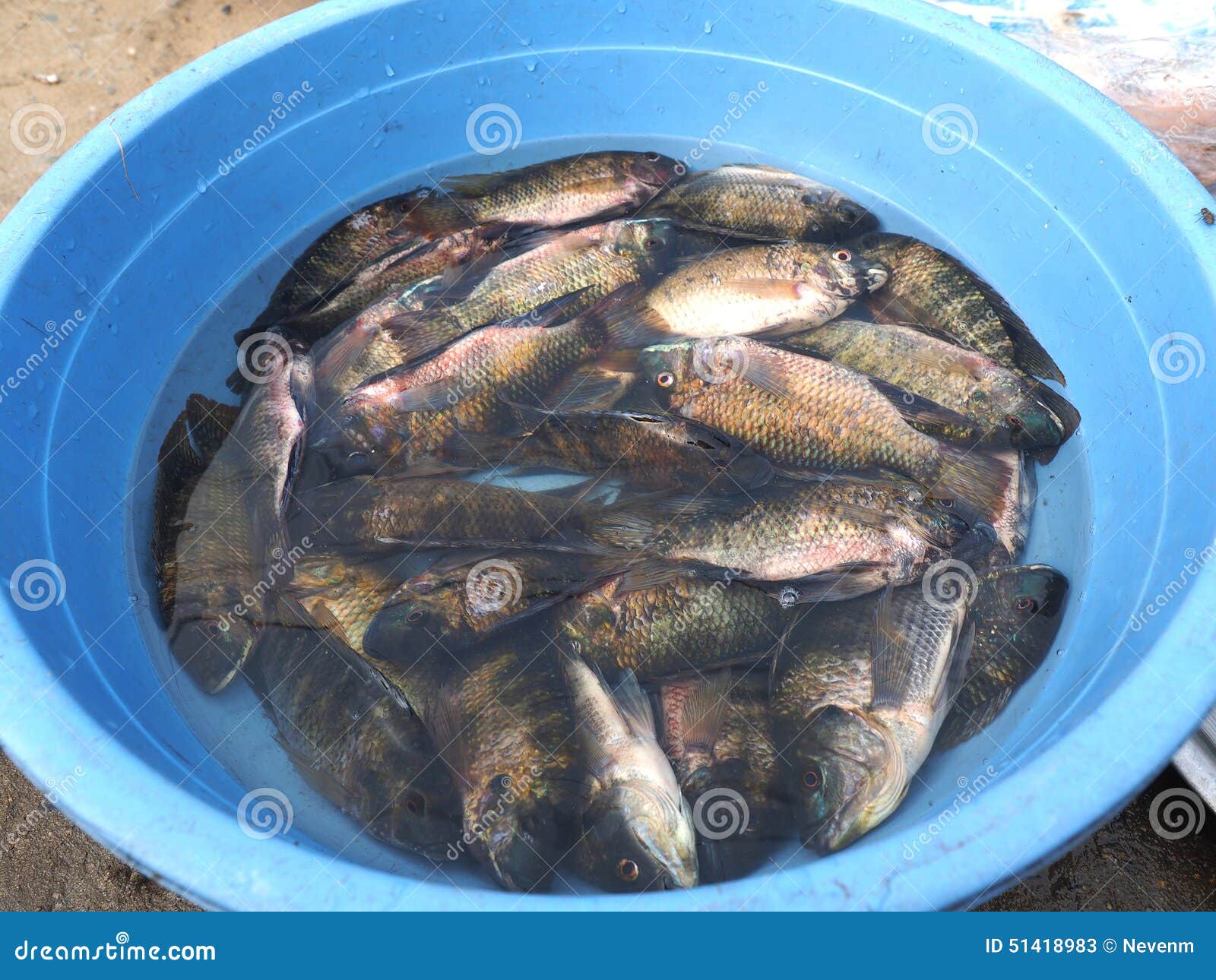 Live fish stock image. Image of diet, sardines, fishing - 51418983