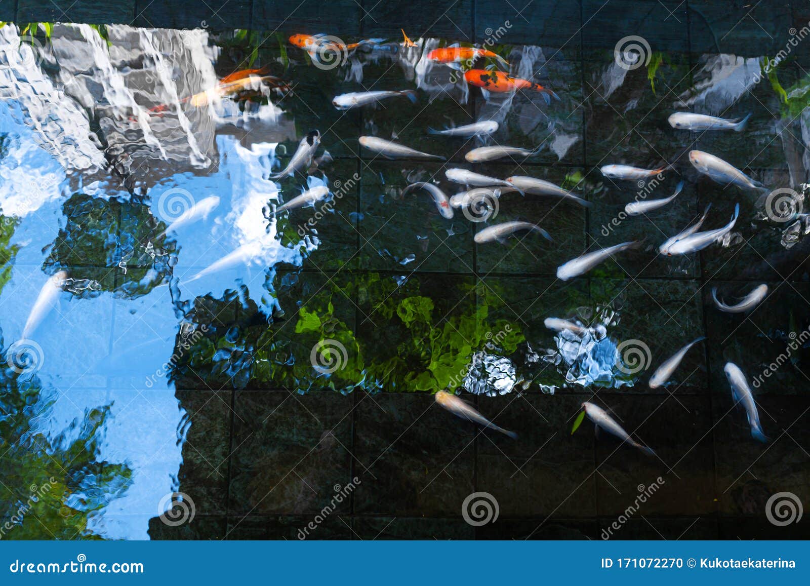 Live Fish Pond in a Condo Yard in Malaysia Stock Photo - Image of ...