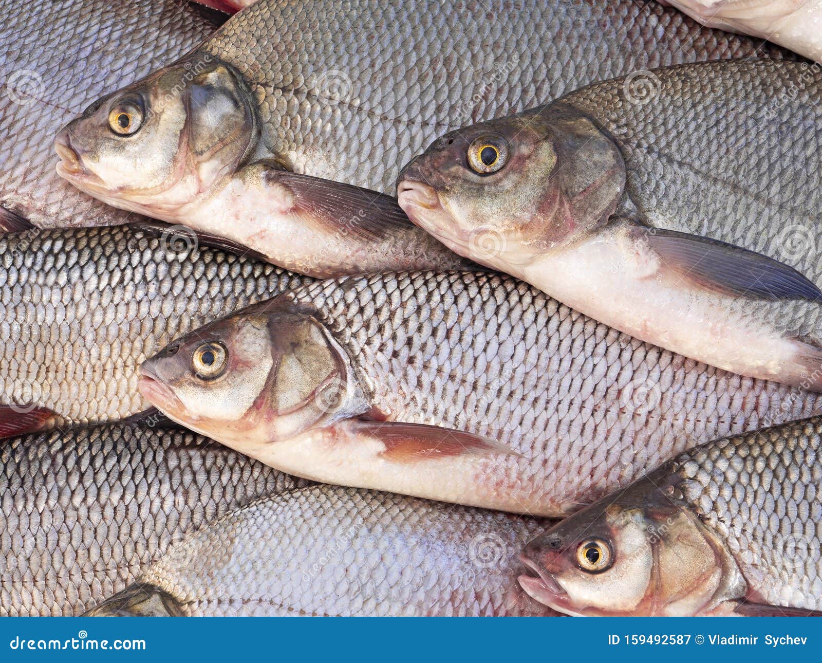 Live Fish River Bream End Ide Fish Stock Image - Image of macro ...