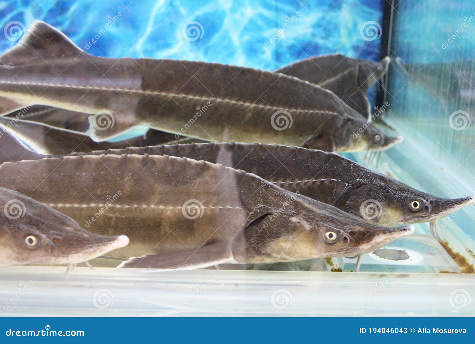 Live Fish Sterlet in the Aquarium Swims in the Water Stock Image ...