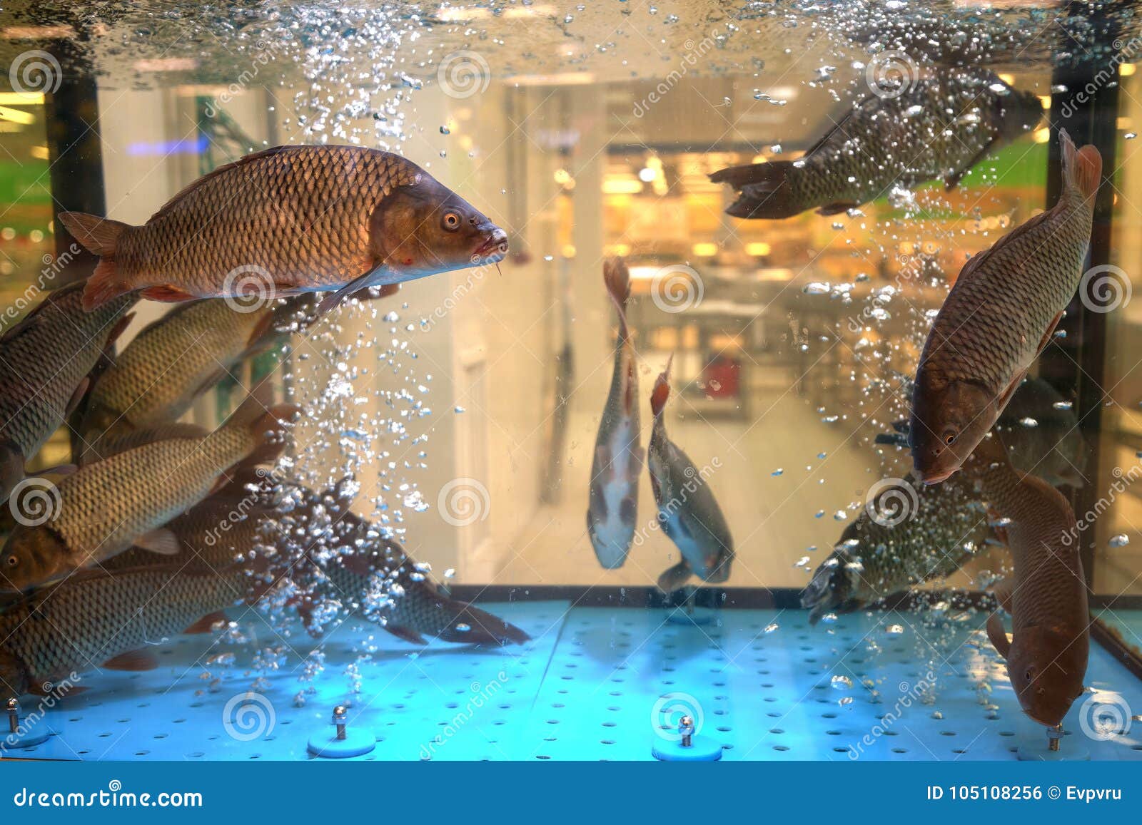 Live Fish in the Supermarket Stock Photo - Image of catch, meat: 105108256