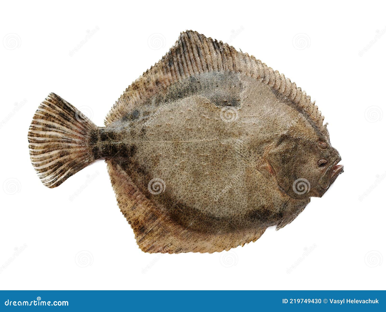 Live Flounder Isolated on White Stock Photo - Image of tail, ocean ...