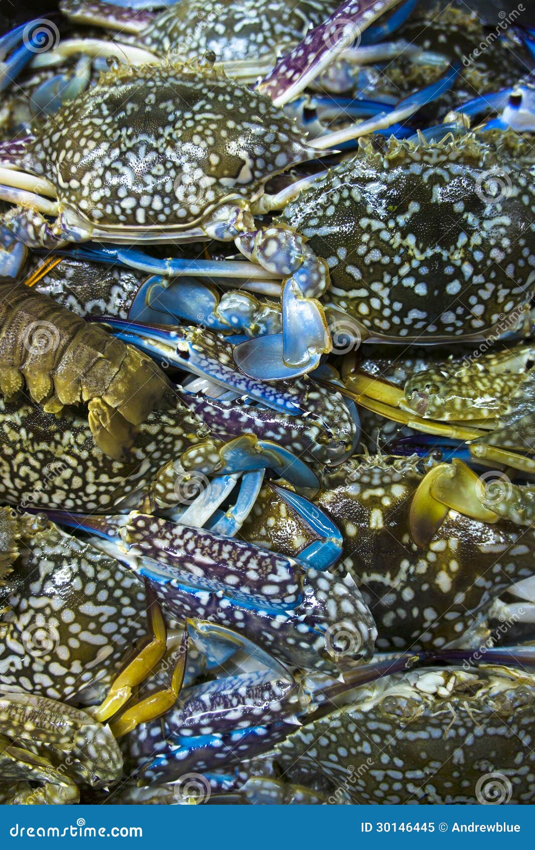 Flower crab stock image. Image of front, food, animal - 30146445