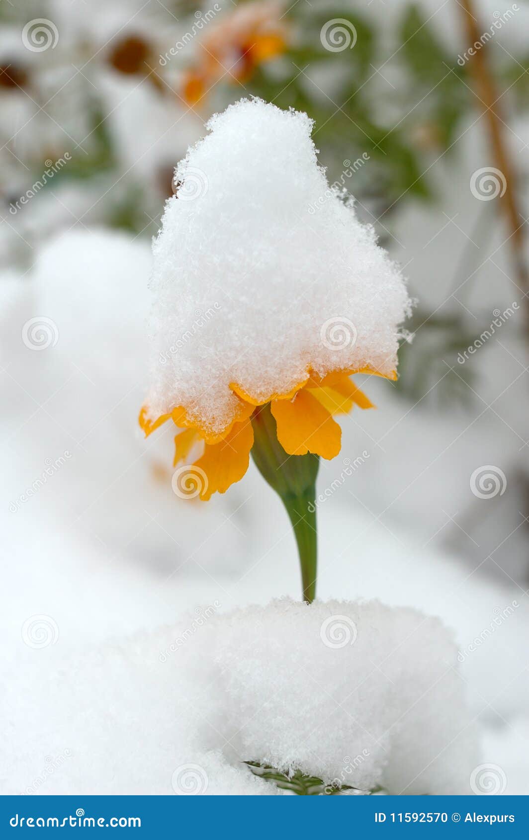 Live Flowers in First Winter Snow. Stock Photo - Image of green, park ...