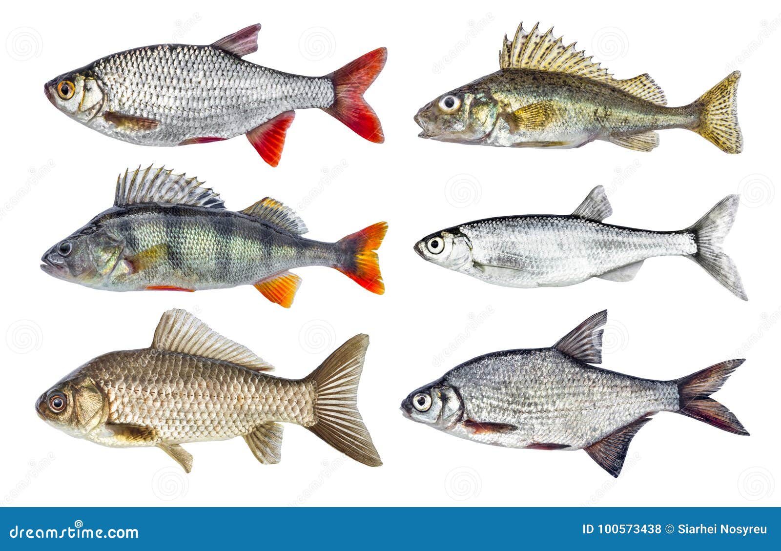 Live Fresh Fish Isolated Set Stock Photo - Image of gills, isolated ...