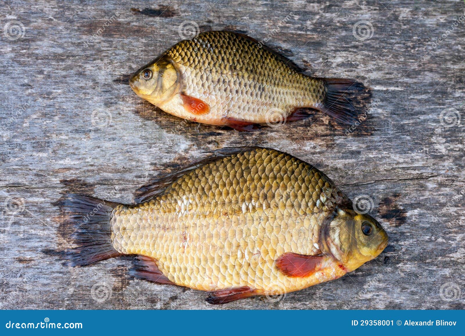 Live freshwater fish carp stock image. Image of fillet - 29358001