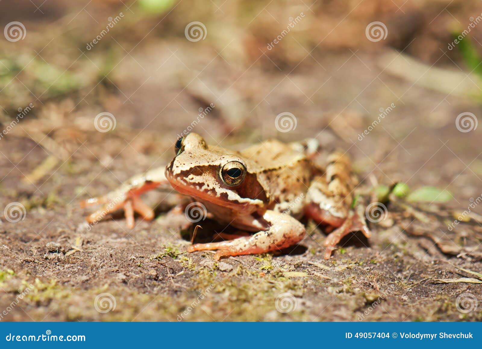Live frog stock photo. Image of macro, frog, nature, pets - 49057404