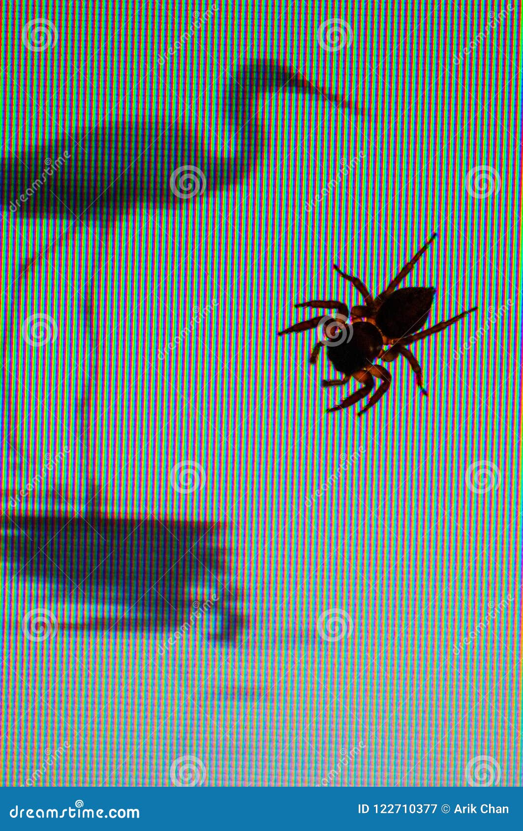 Spider on a Computer Screen of an Egret Stock Image - Image of graphic ...