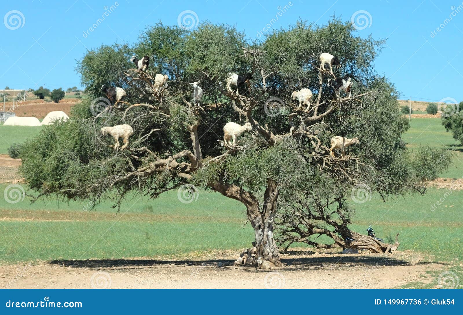 Live Goats on a Argan Tree in Morocco Stock Photo - Image of morocco ...