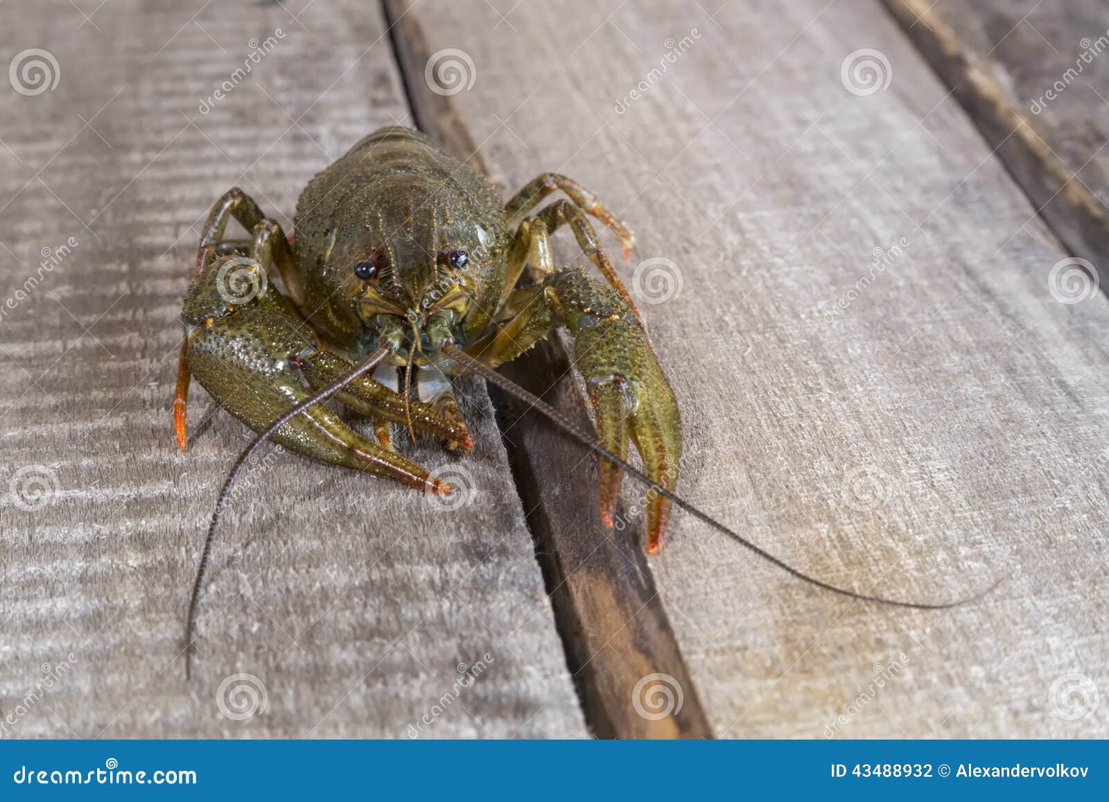 Live green crayfish stock photo. Image of live, close - 43488932