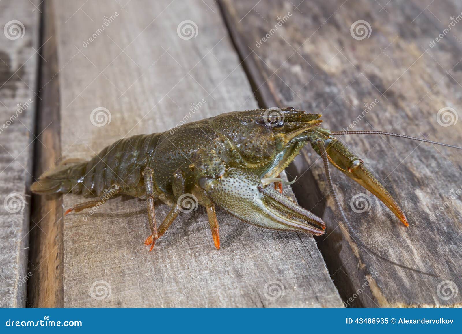 Live green crayfish stock image. Image of large, gourmet - 43488935