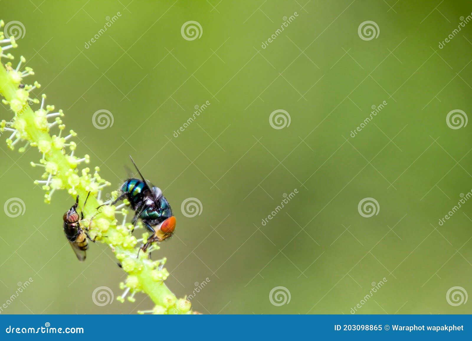 Live Green Fly on the Leaves Eating Stock Image - Image of blow, golden ...