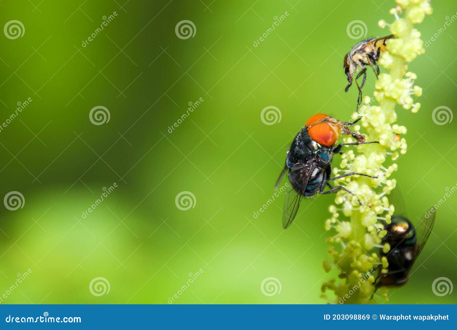 Live Green Fly on the Leaves Eating Stock Image - Image of animals ...