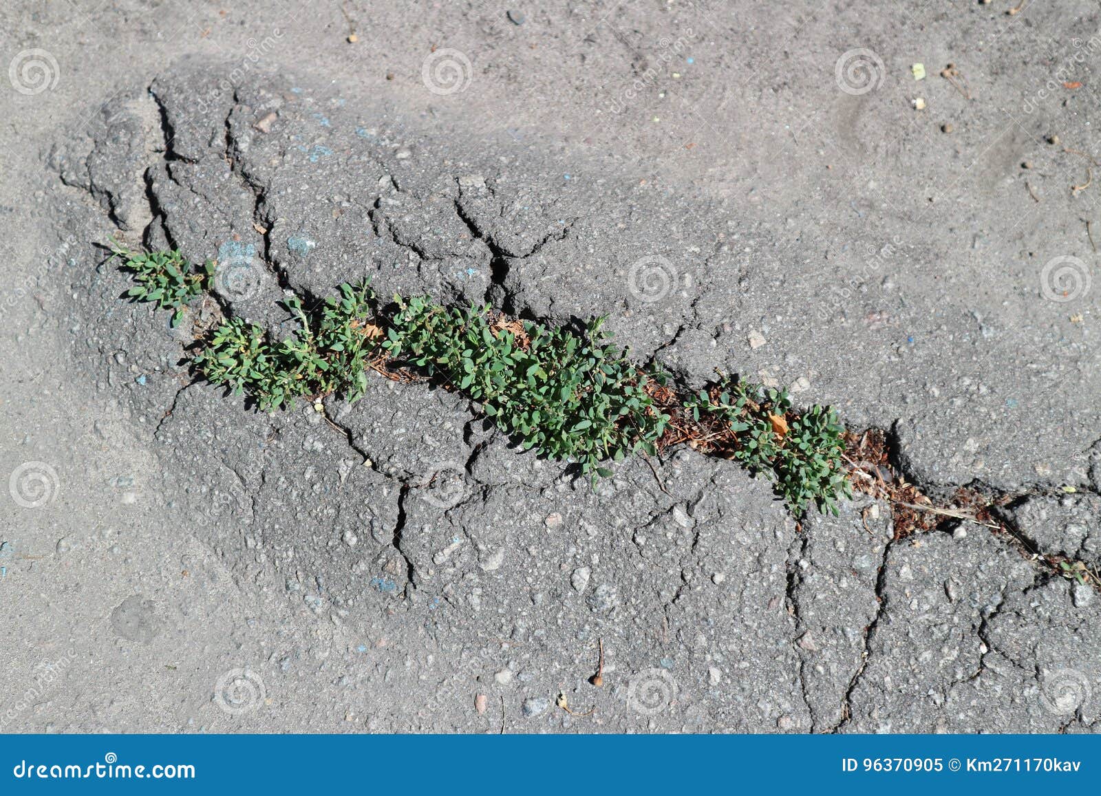 Live Green Grass Break Up the Gray Asphalt Road Stock Image - Image of ...