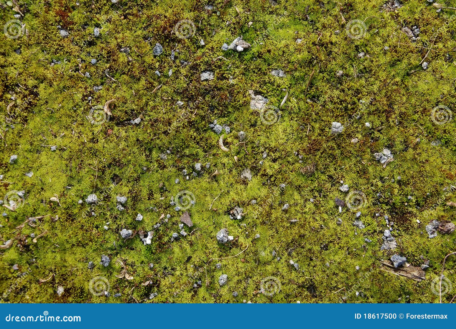 The live ground stock photo. Image of organic, climate - 18617500