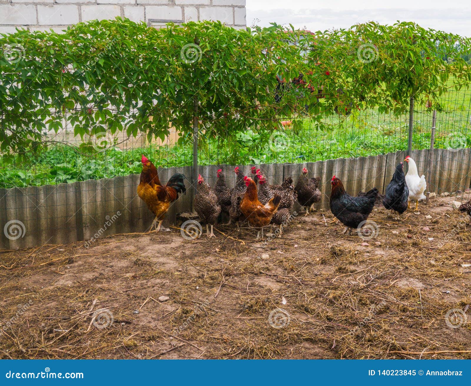 Live Homemade Chickens on the Backyard in the Village Stock Image ...