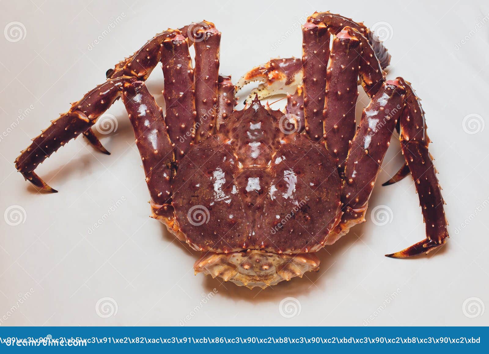 Live King Crab on White Succinct Background. Image stock - Image du ...