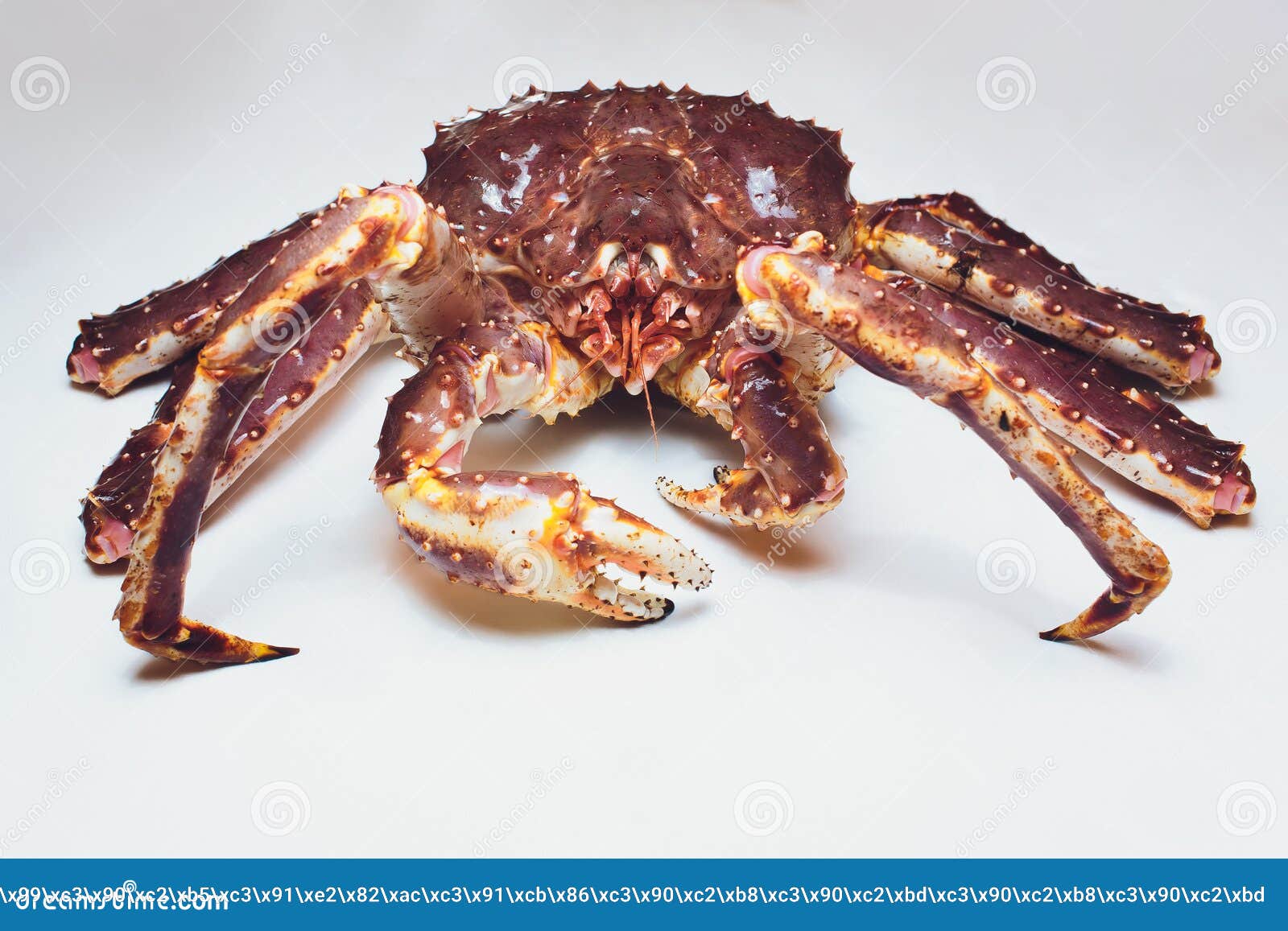 Live King Crab On White Succinct Background. Lying On The Table Against ...