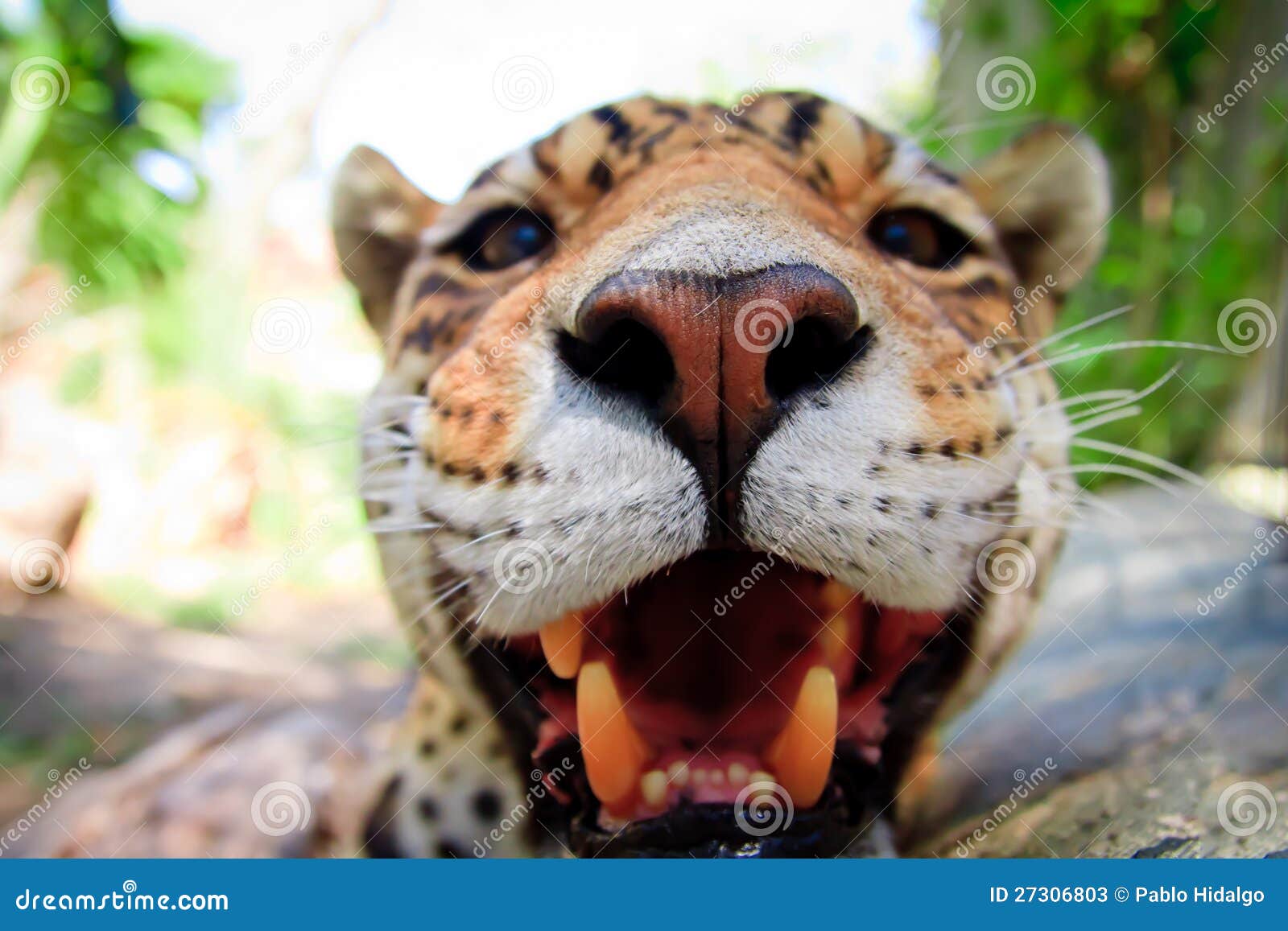 Live Leopard Portrait Close Up Front View Stock Image - Image of ...