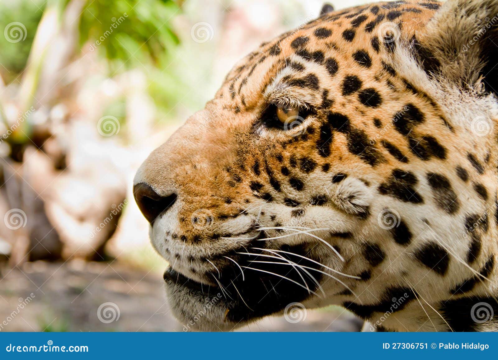 Live Leopard Portrait Close Up Side View Stock Image - Image of jungle ...