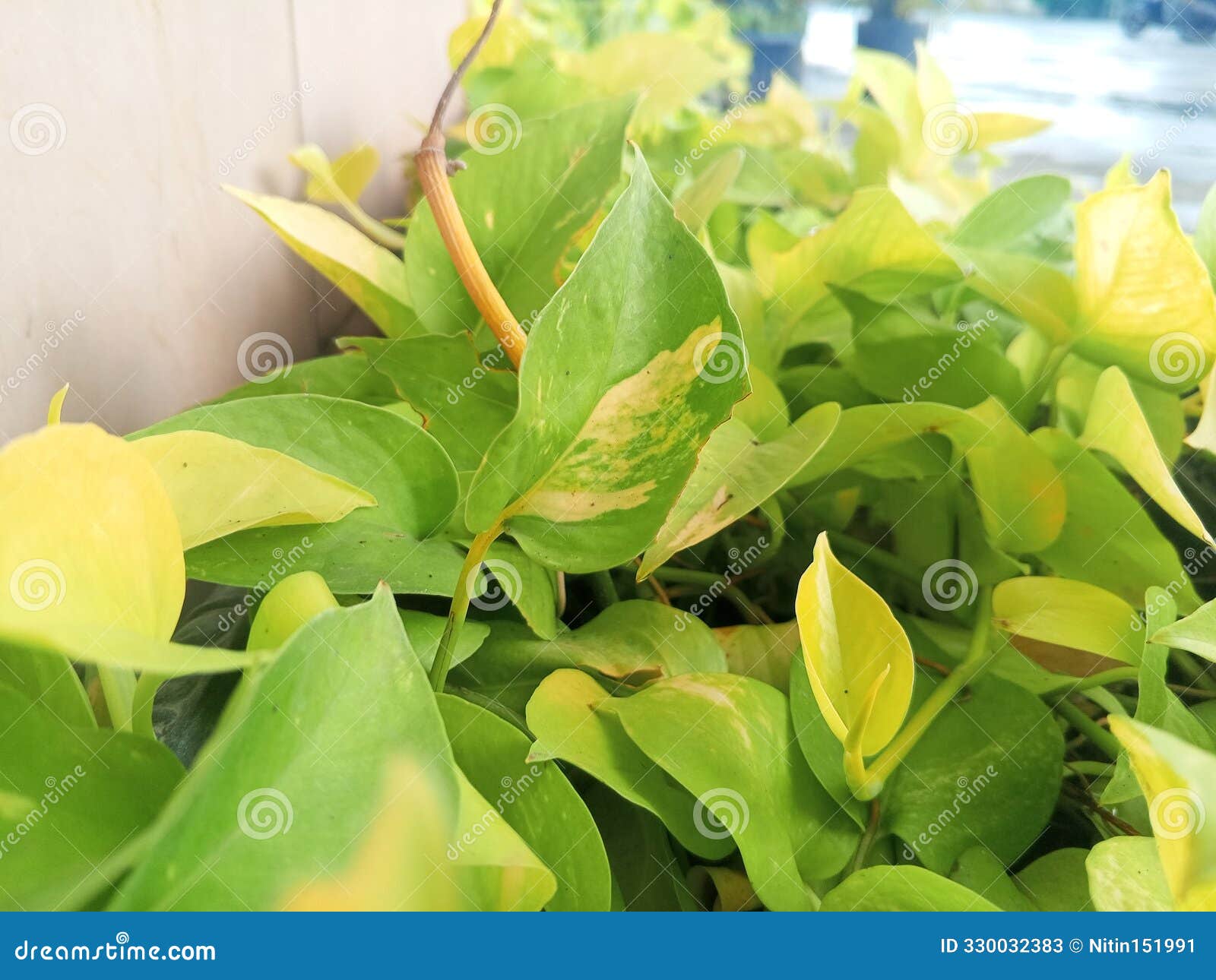 Life Of A Leaf. Timeline On Leaf Royalty-Free Stock Image ...