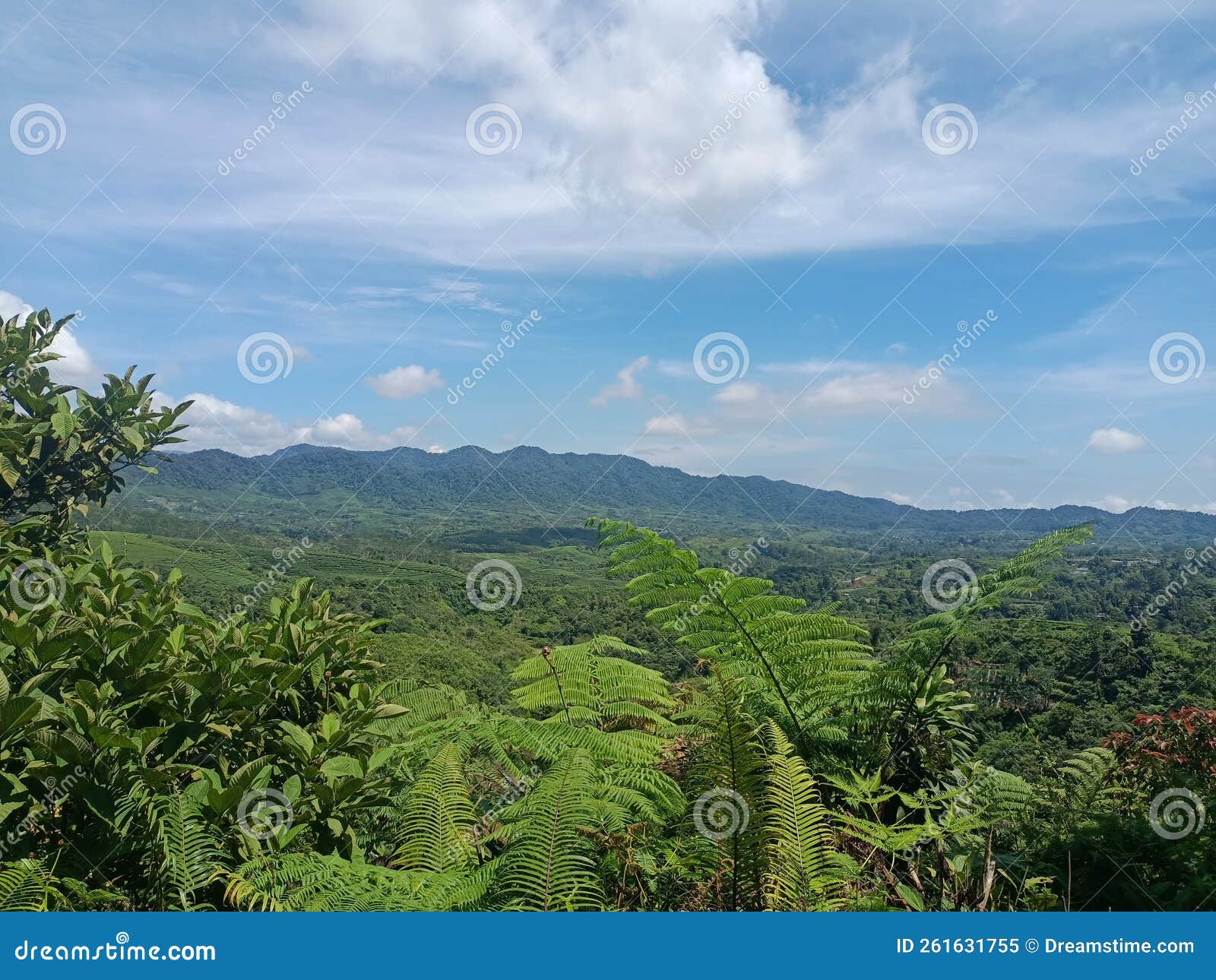 Live Like Nature. Which Grows Very Beautiful Stock Image - Image of ...