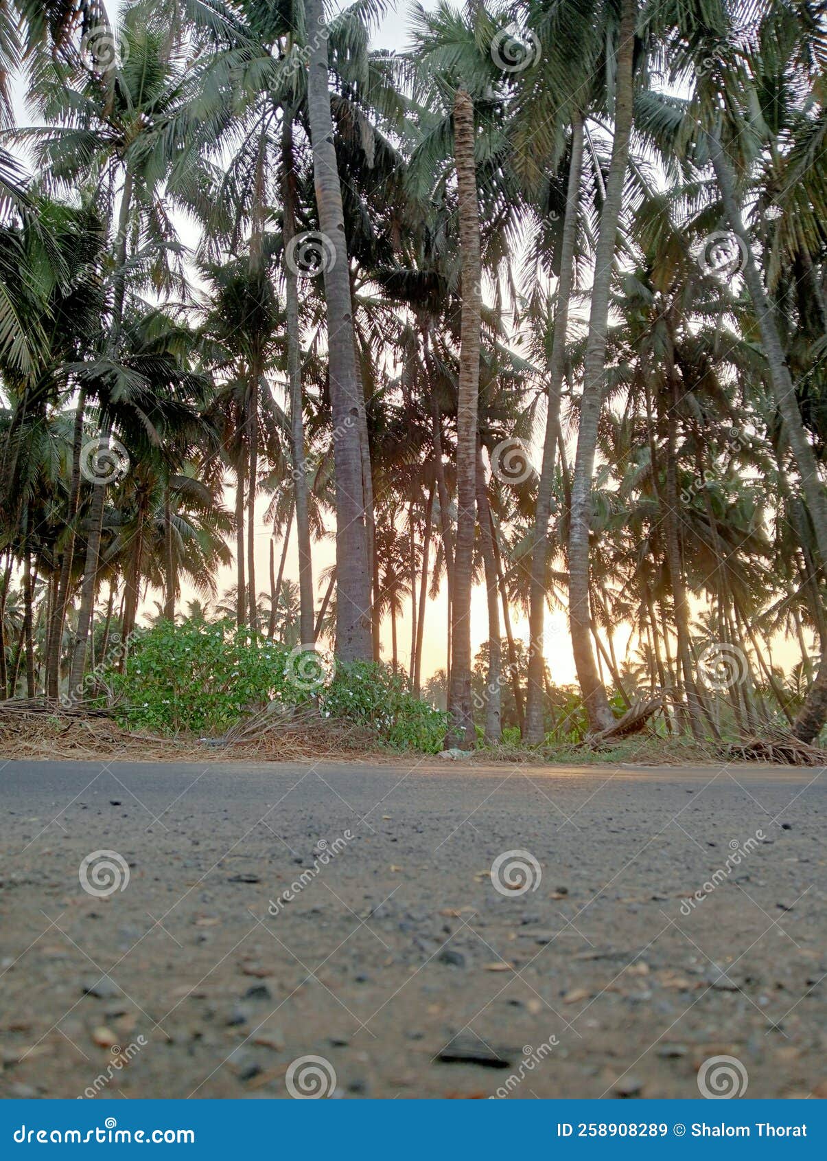 Live like a sun stock image. Image of live, nature, like - 258908289