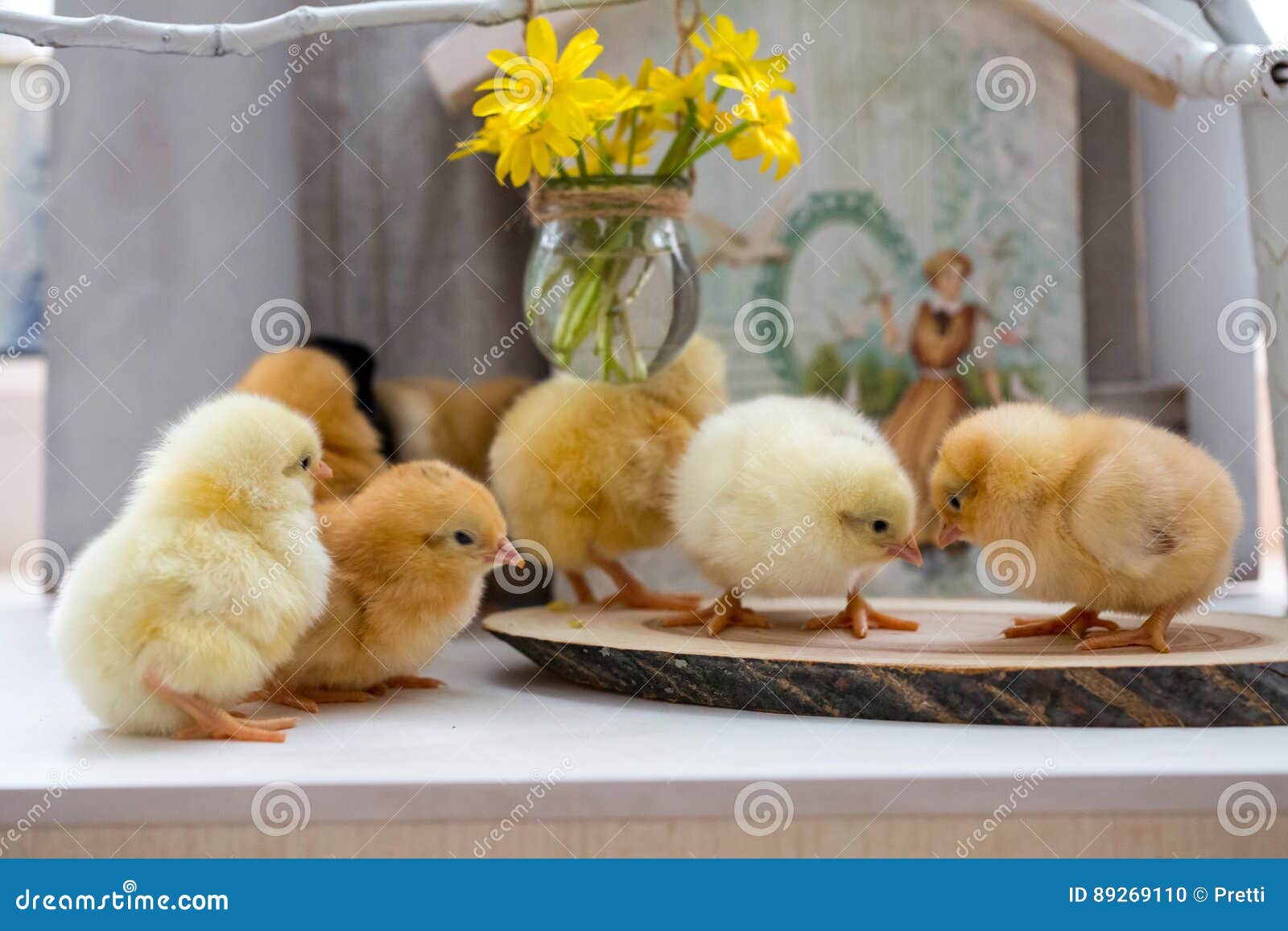 Live a Little Fluffy Chickens on a Wooden Table Stock Photo - Image of ...