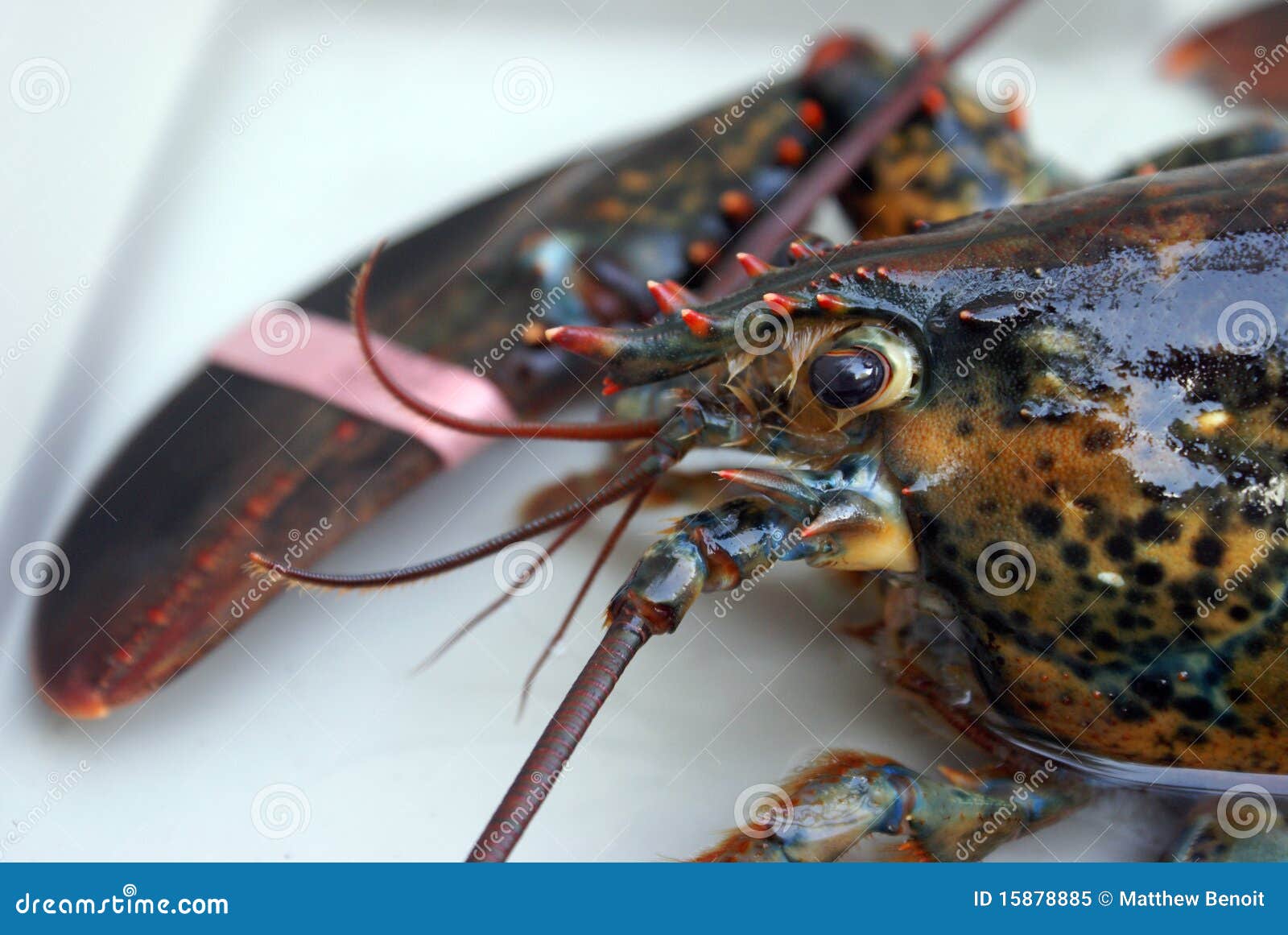 Live Lobster stock image. Image of fishing, clawed, delicacy - 15878885