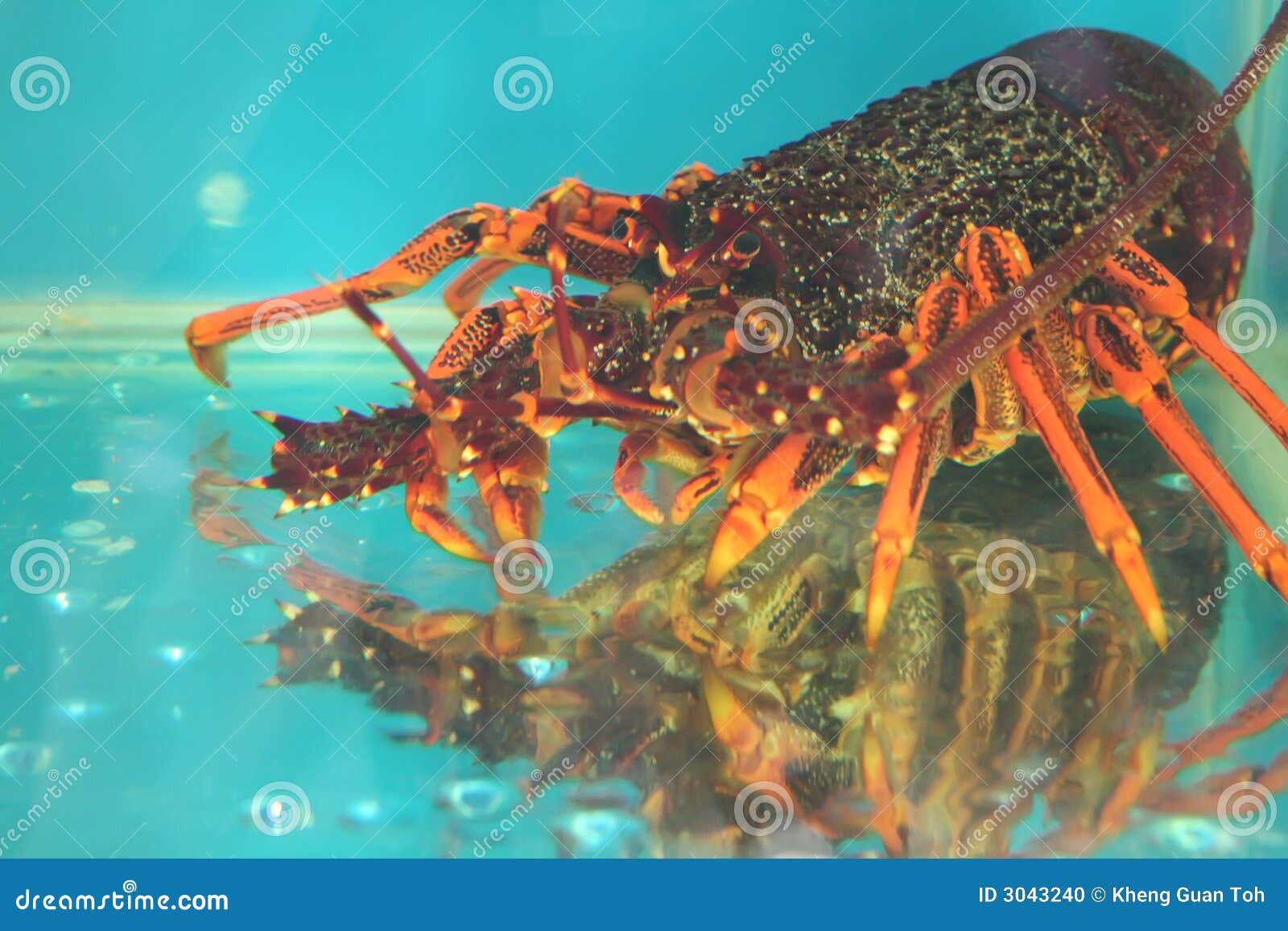 Live lobster stock photo. Image of shellfish, crawler - 3043240