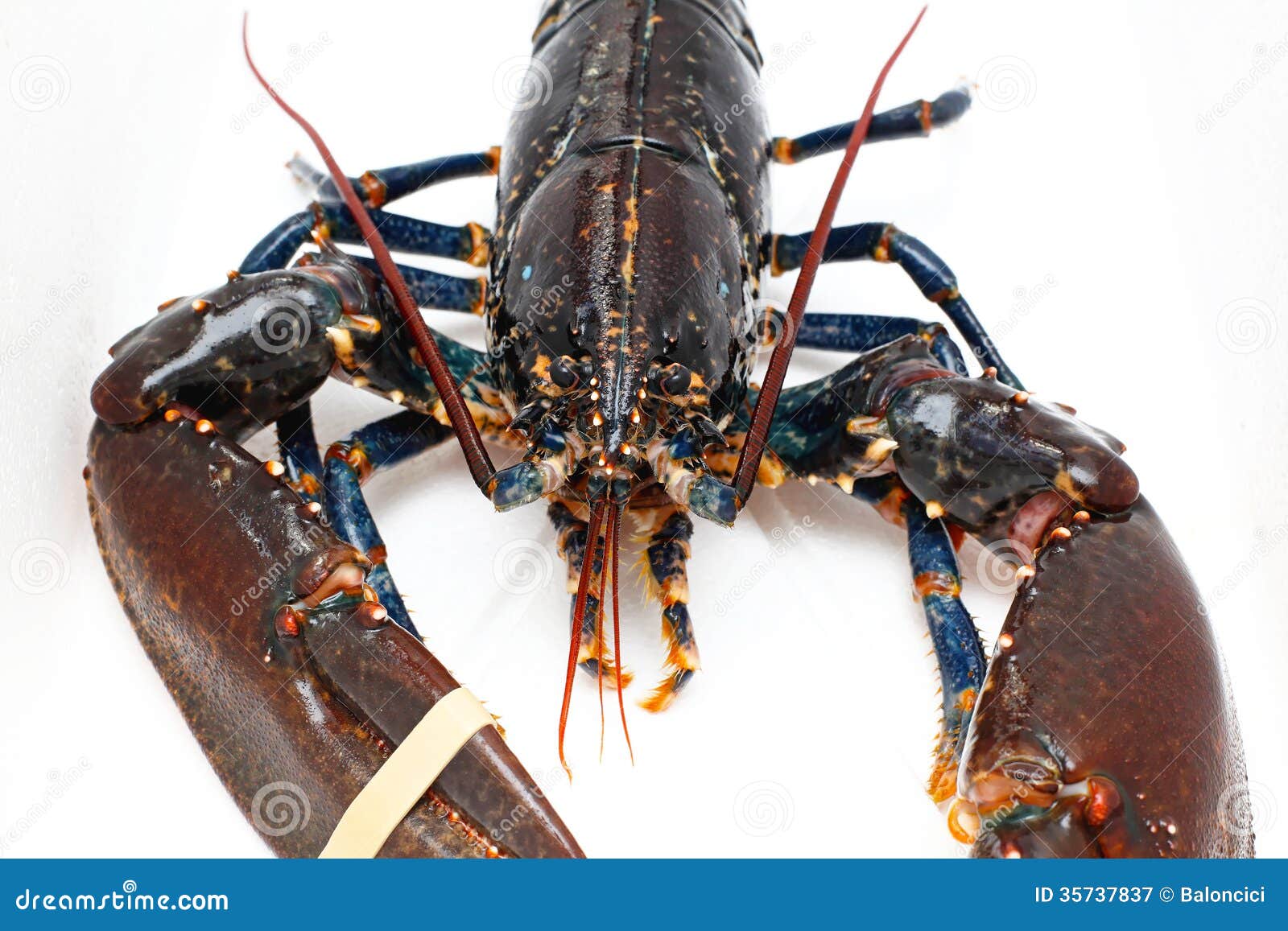 Live Lobster Stock Photography | CartoonDealer.com #20852156