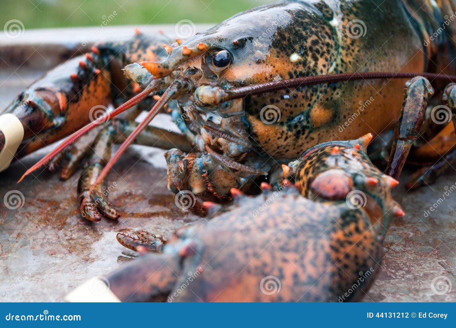 Live Lobster Stock Photography | CartoonDealer.com #20852156
