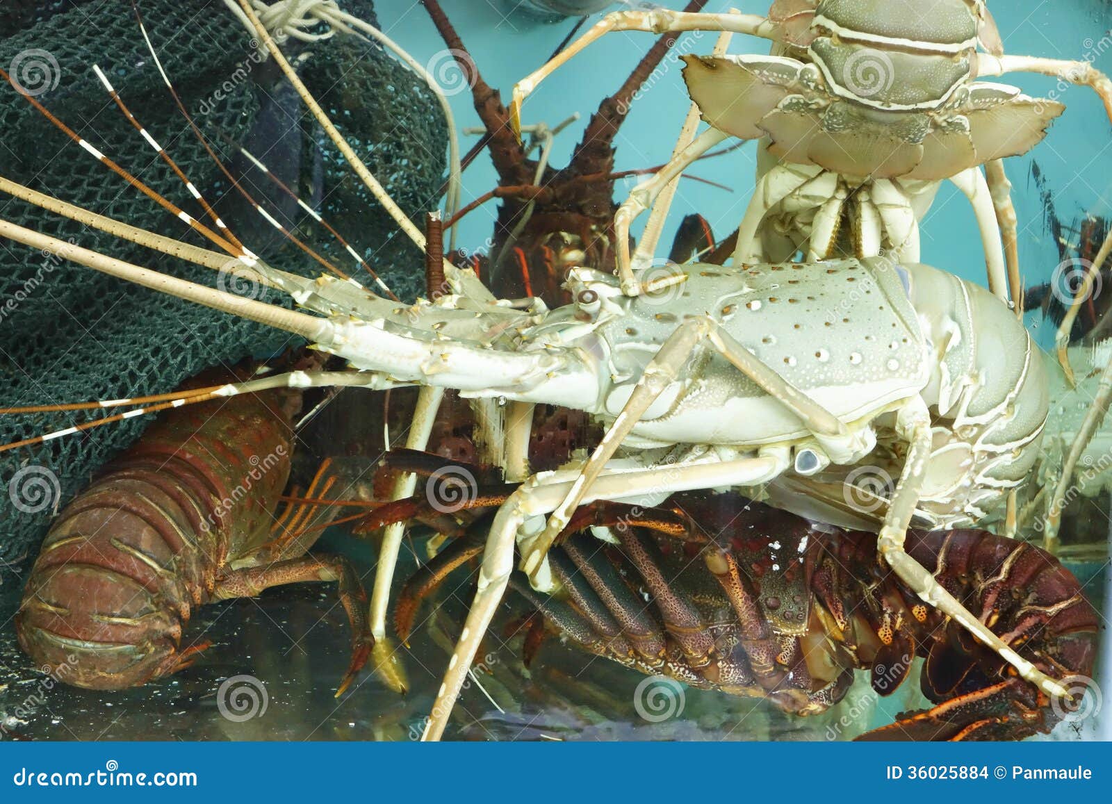 Lobster Holding Tank