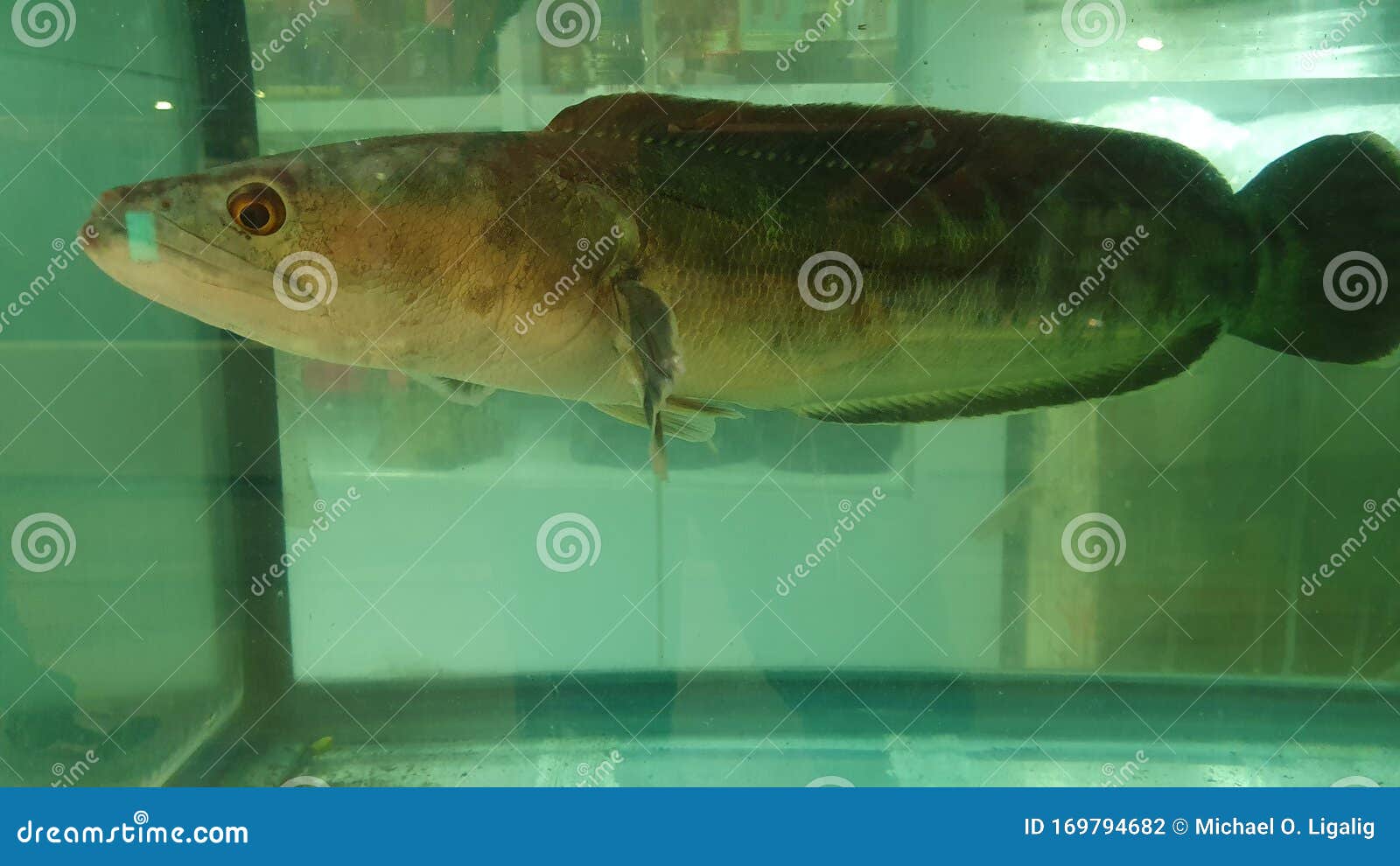 Live Long Fish in Murky Aquarium Stock Photo - Image of freshwater ...