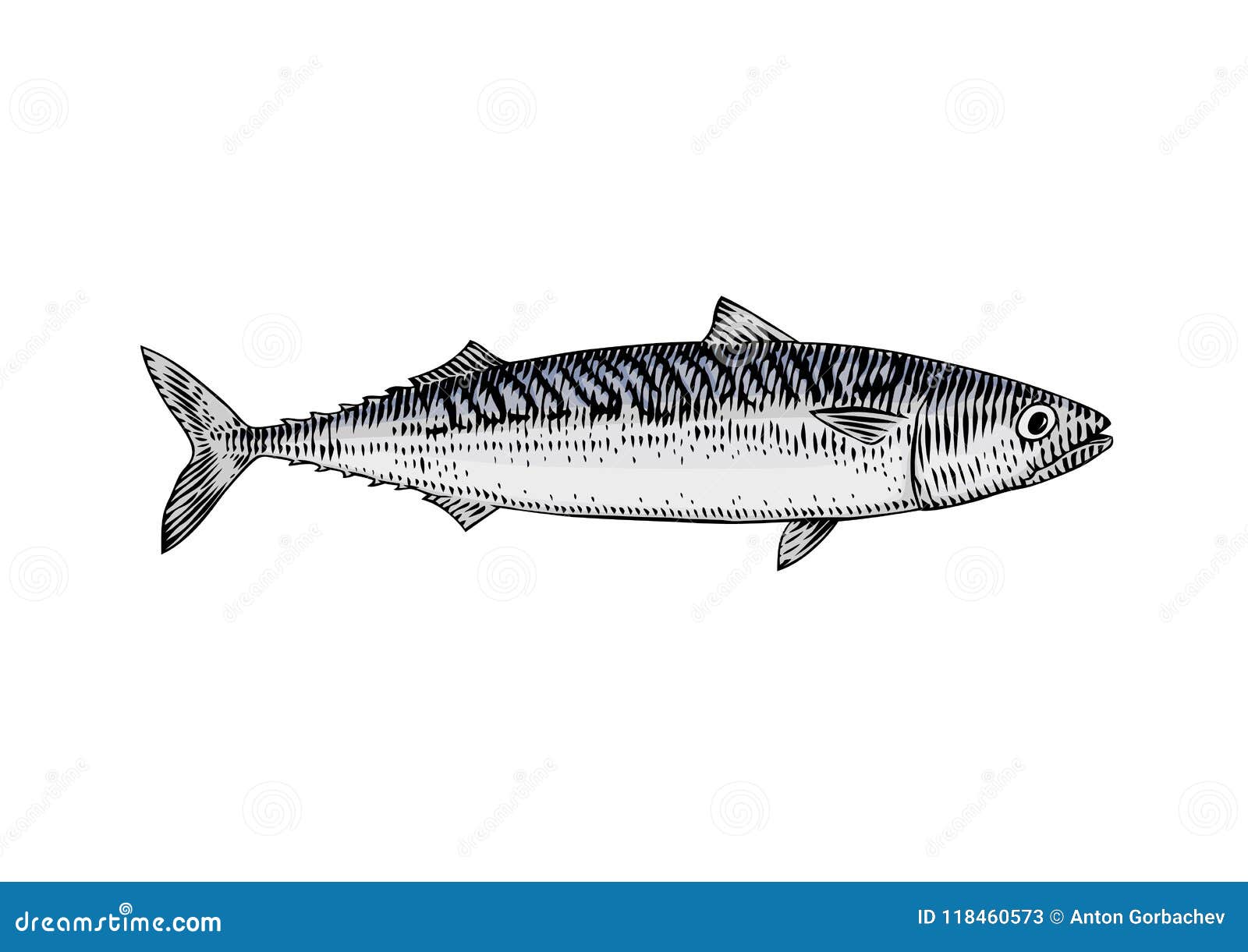 Drawing Of The Mackerel Fish Vector Or Color Illustration ...