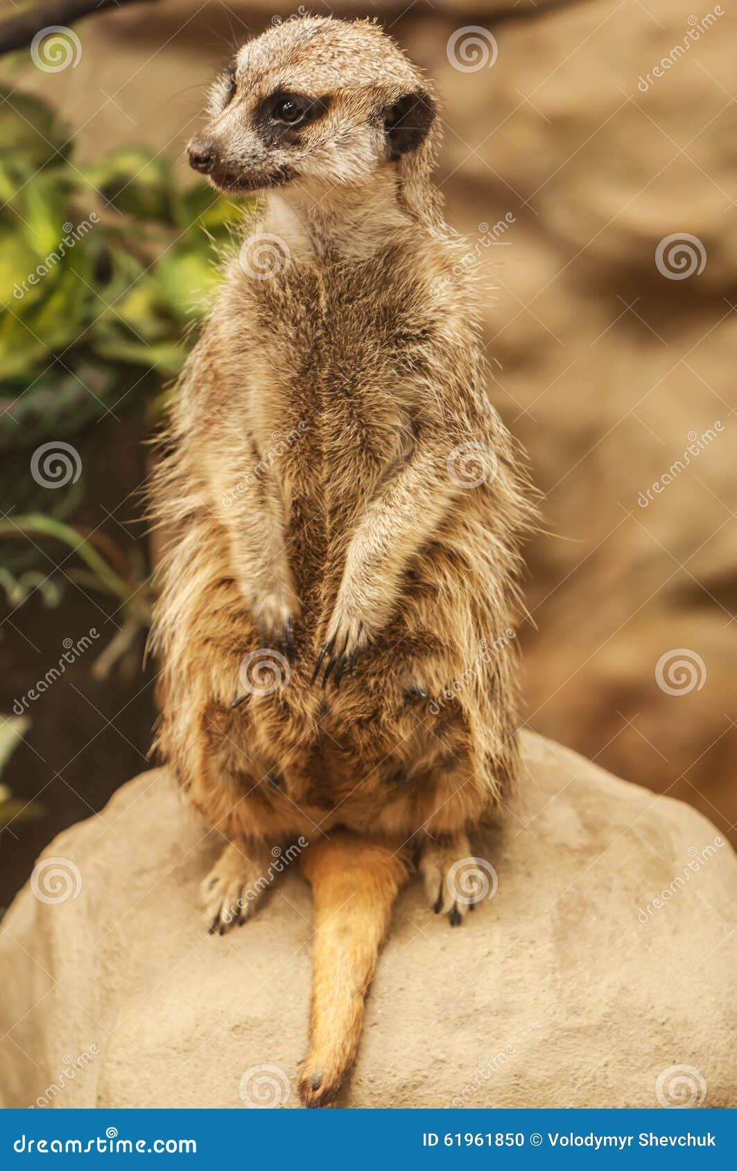 Live mature meerkat stock photo. Image of meercat, portrait - 61961850