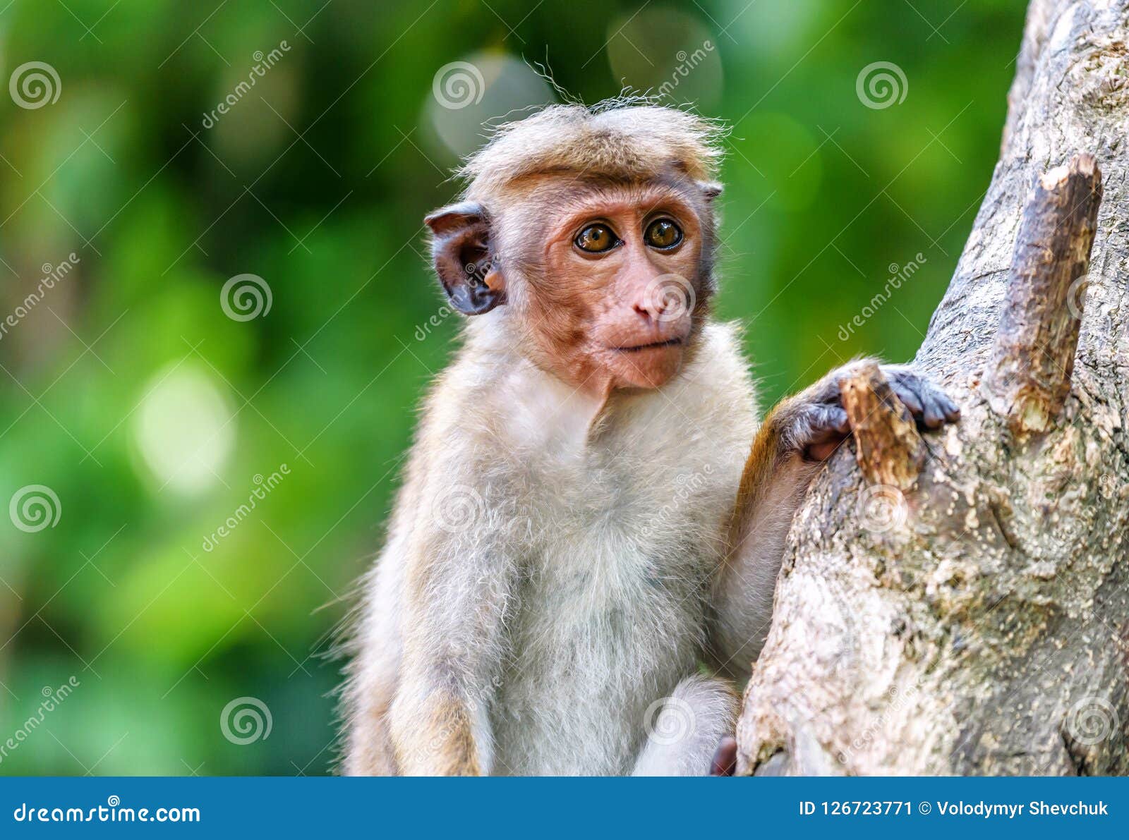 Live monkey on the tree stock image. Image of asia, africa - 126723771