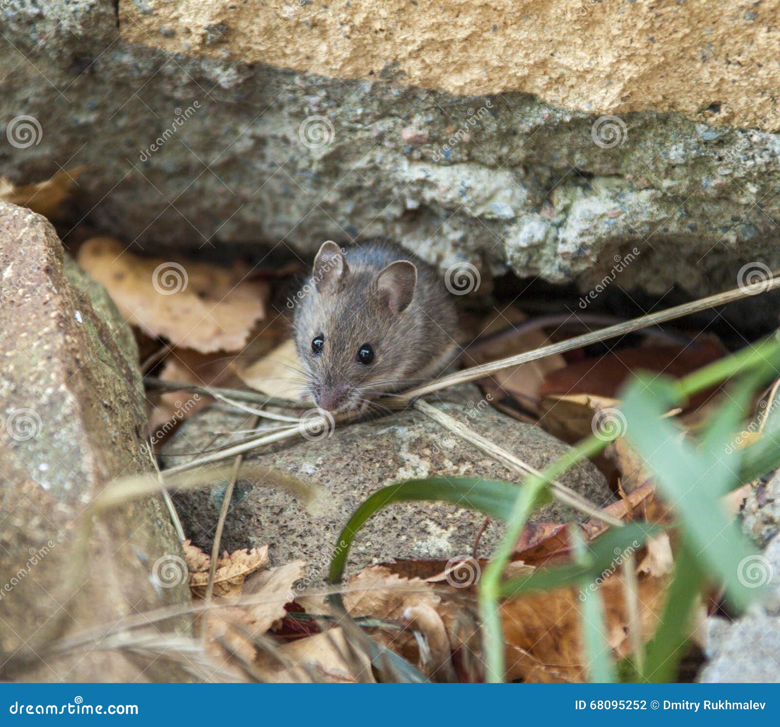 Live Mouse Stone Grass Stock Photos - Free & Royalty-Free Stock Photos ...