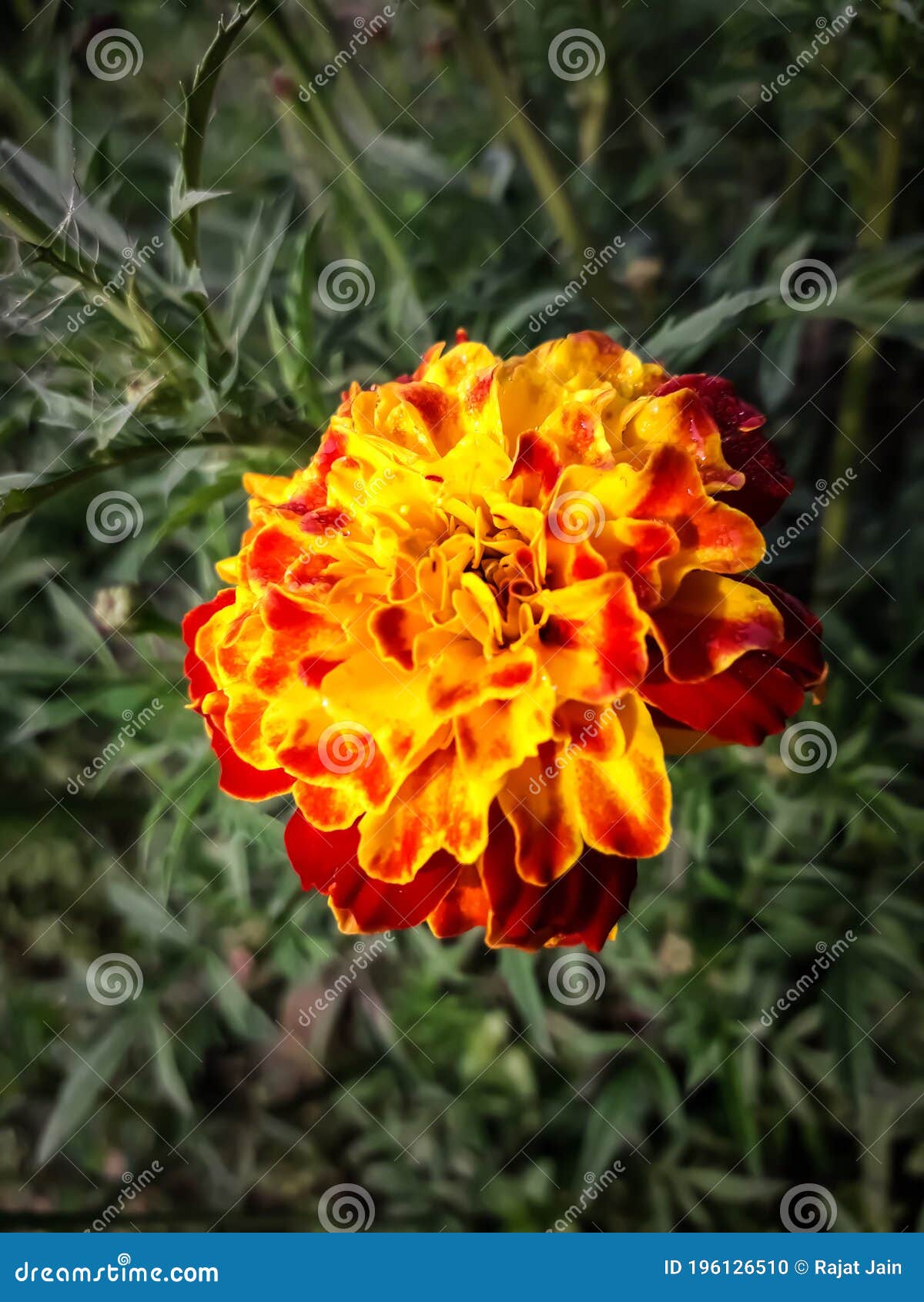 Live with nature stock photo. Image of morning, live - 196126510