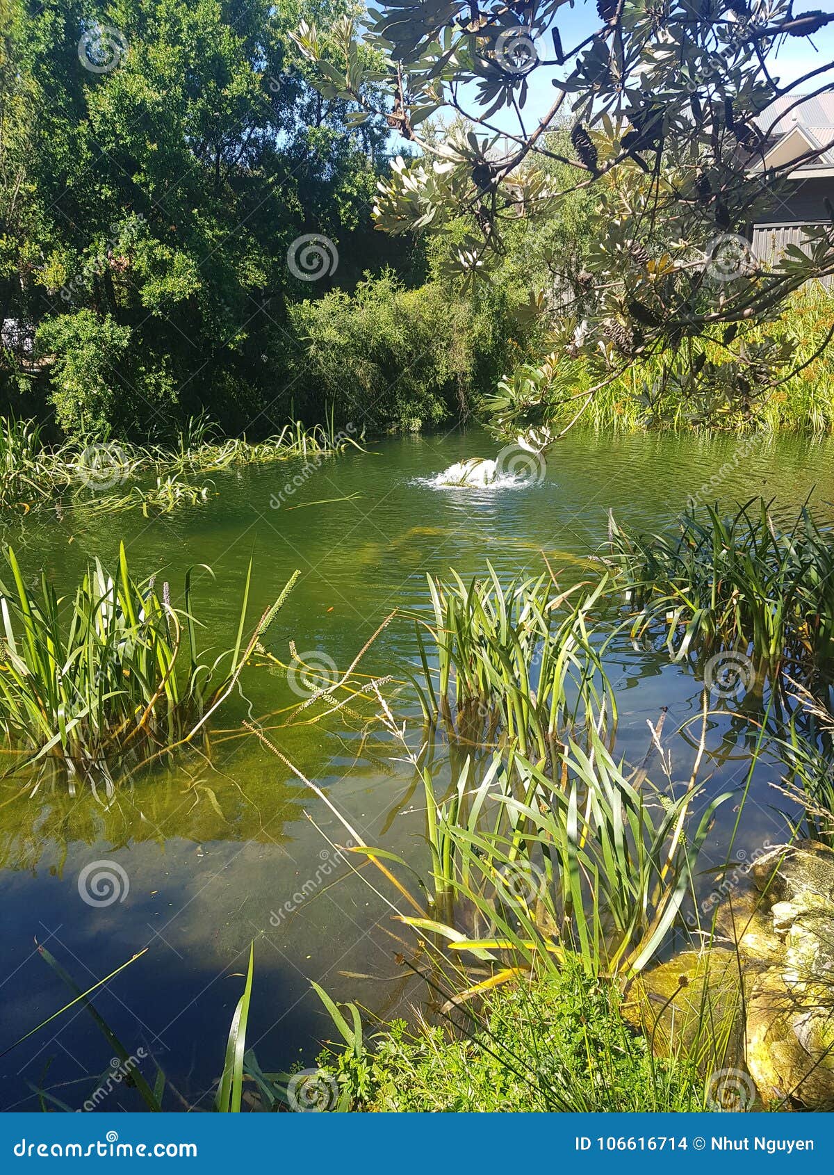 Live with nature stock photo. Image of viet, live, nature - 106616714