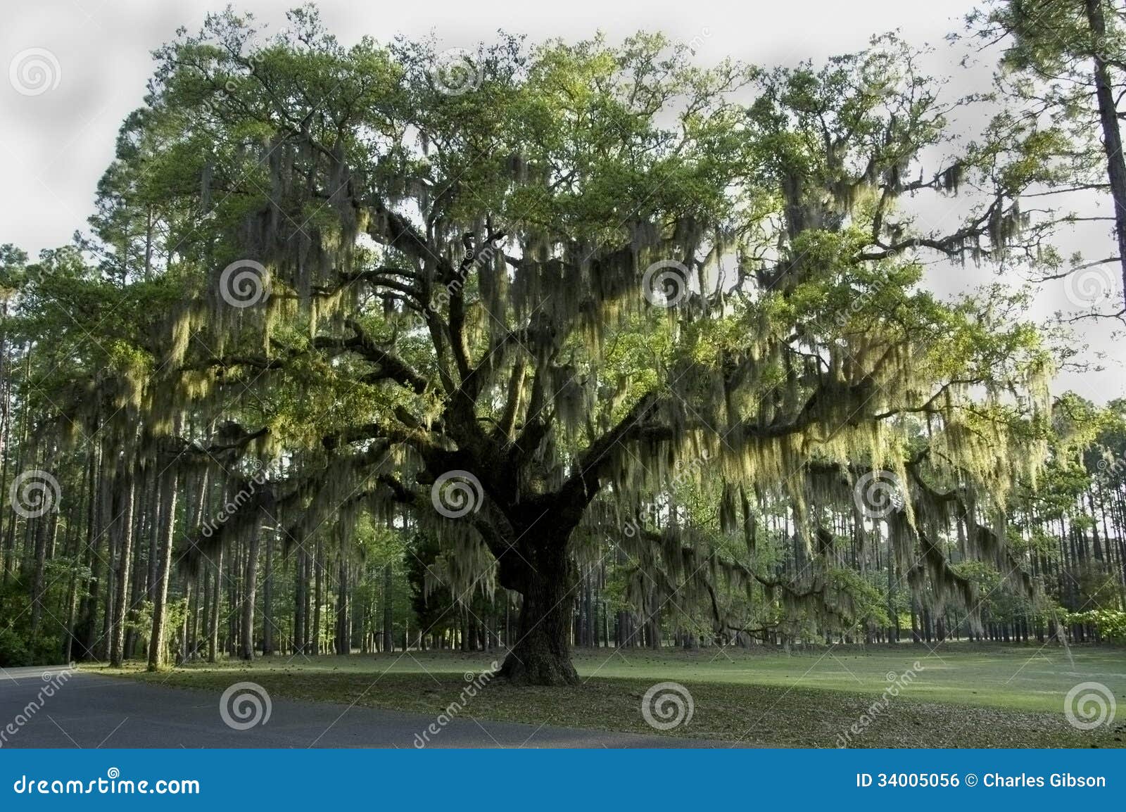 Live Oak-Baum Mit Spanischem Moos Stockfoto - Bild von betriebe, zweige ...