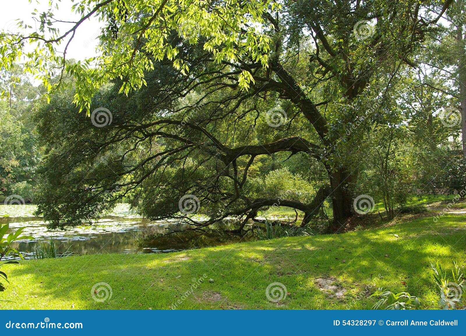 Live Oak Branch stock image. Image of branches, live - 54328297