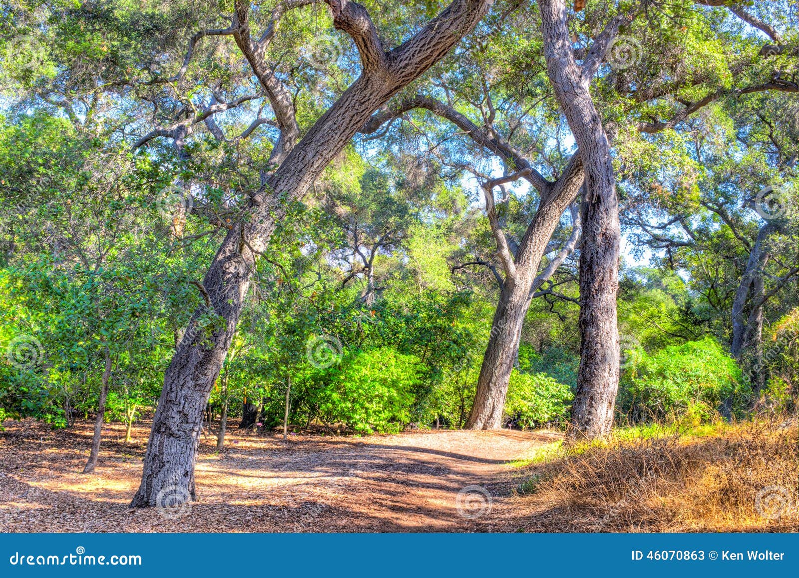 Live Oak Forest with Forest Floor Stock Image - Image of park, outdoors ...