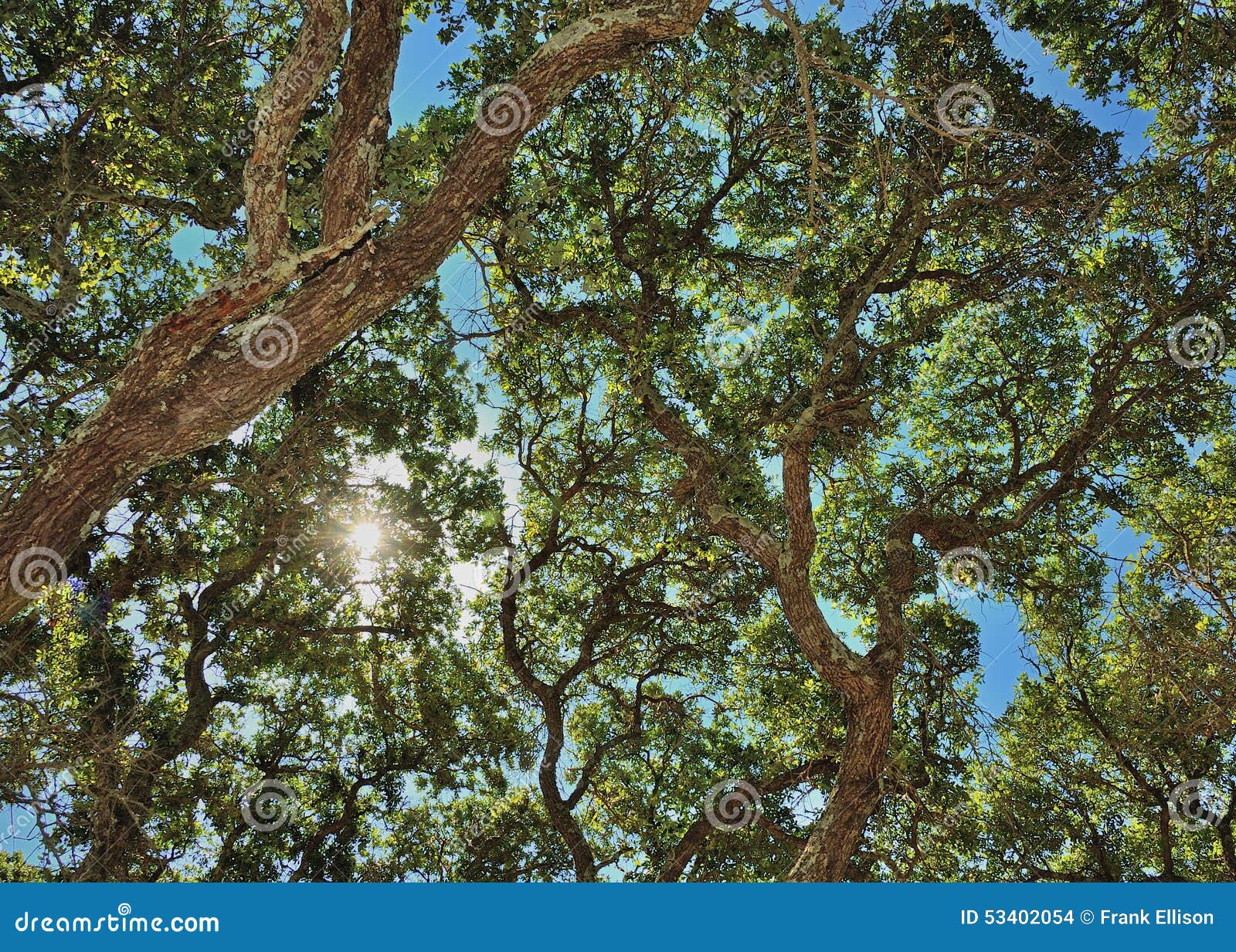 Live Oak stock photo. Image of live, plants, leaves, trees - 53402054