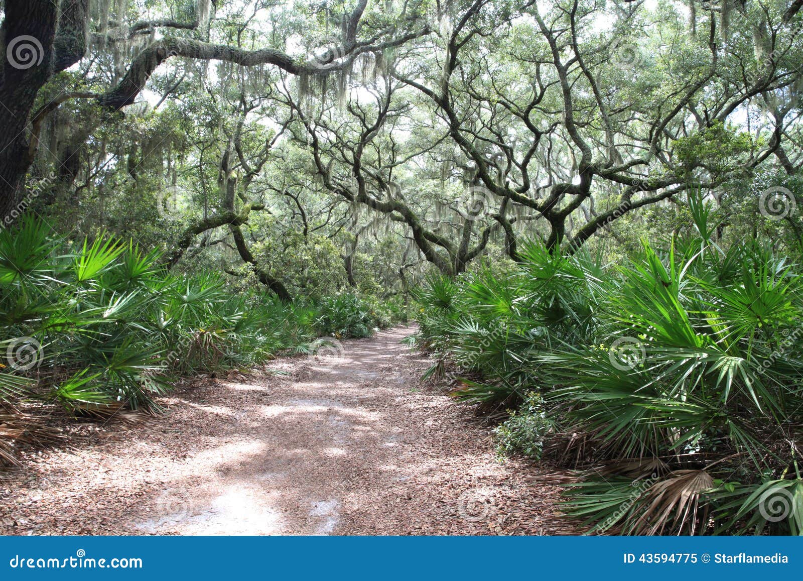 Live Oak Path stock image. Image of people, horizontal - 43594775