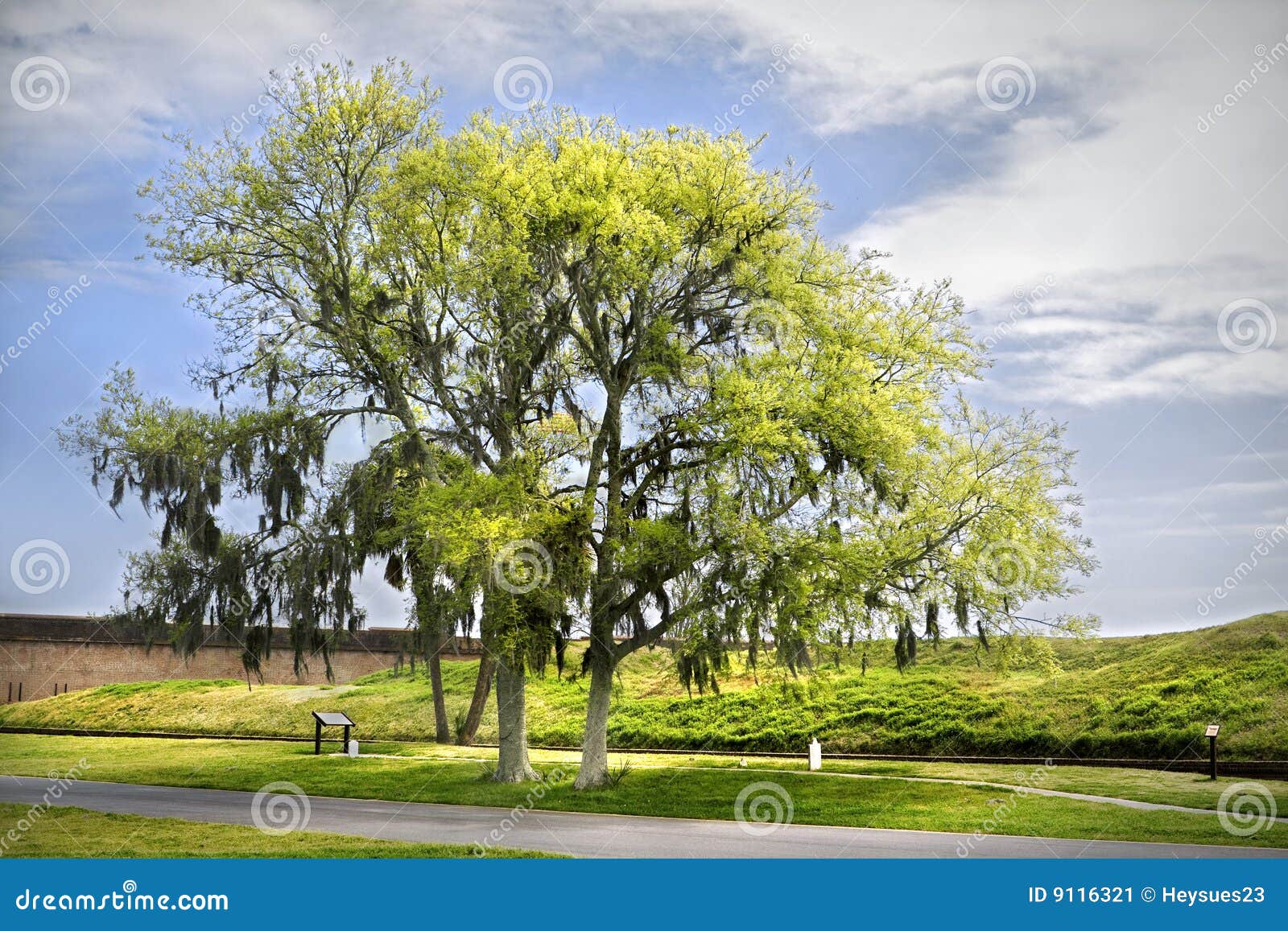 Live oak tree stock image. Image of hill, background, cloudy - 9116321