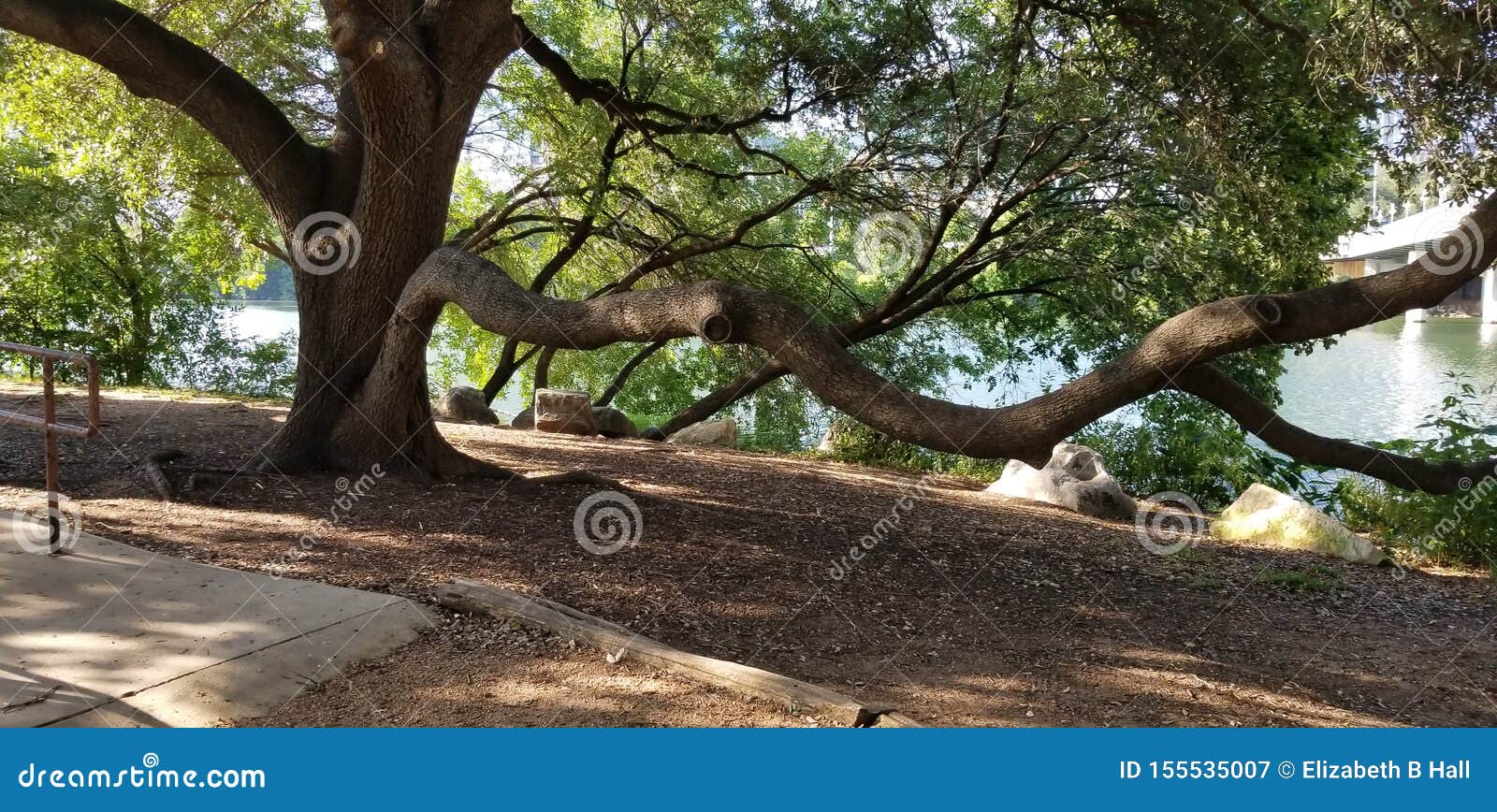 Live oak tree stock image. Image of tree, austin, live - 155535007
