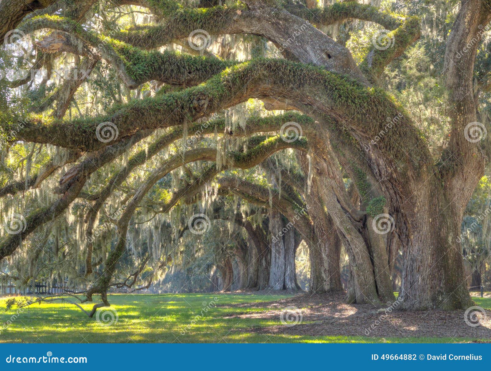 Spanish Moss Tree