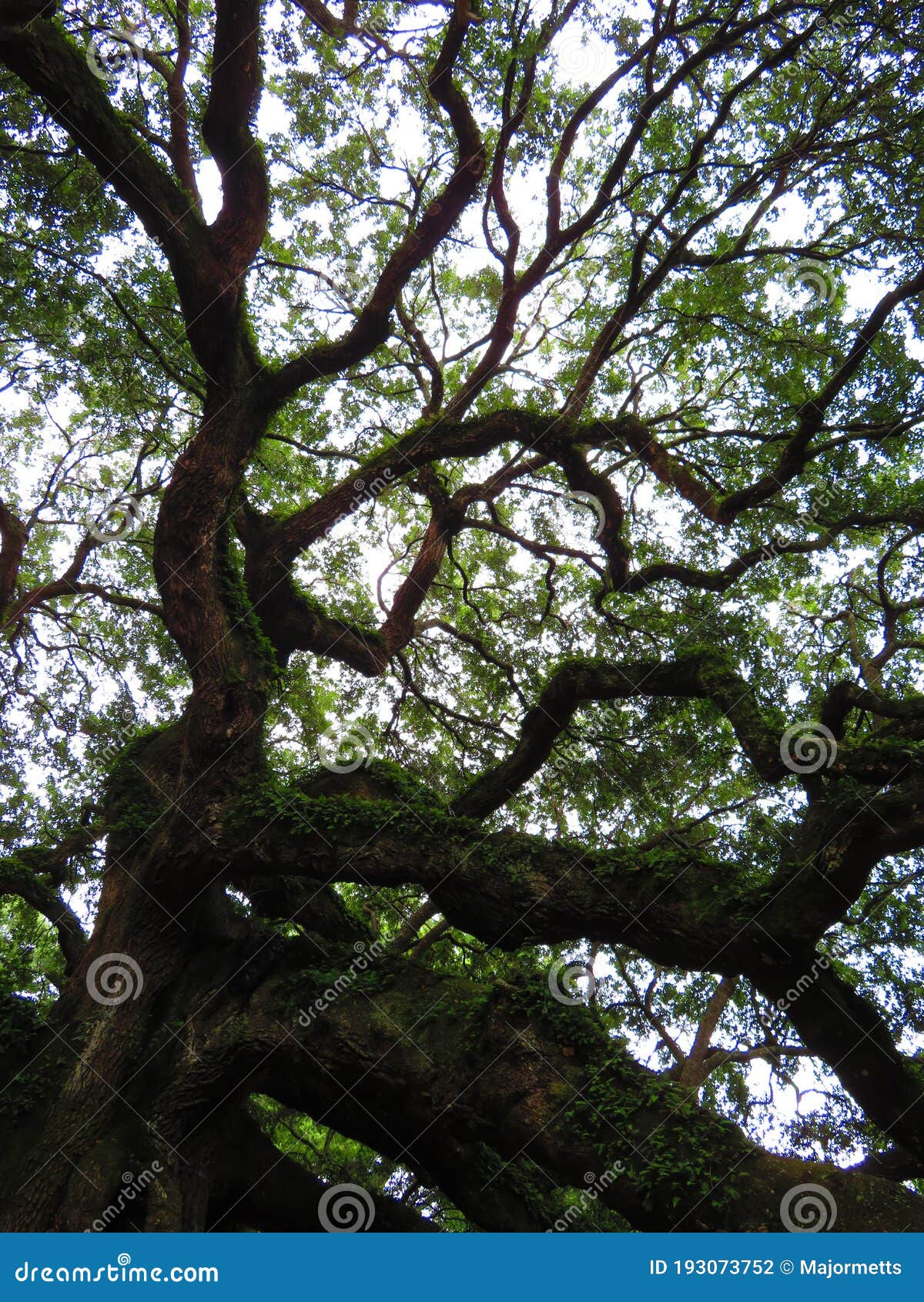 Live Oak Tree Branches and Sky Stock Photo - Image of twisted, brown ...